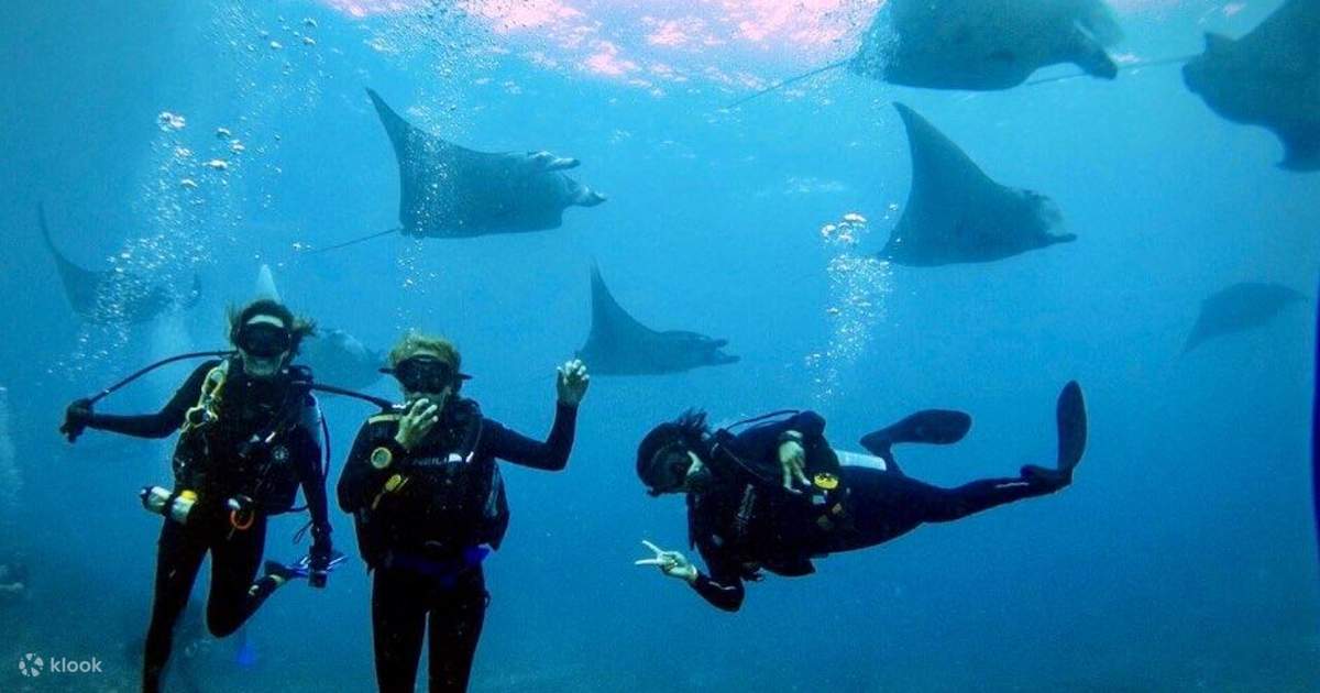 峇裡島 Padi 開放水域潛水員課程(padi 5 星級 Idc 度假村) Klook香港
